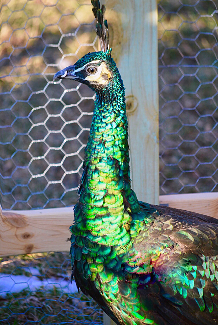 Raising Peafowl in a Northern Climate - Backyard Poultry